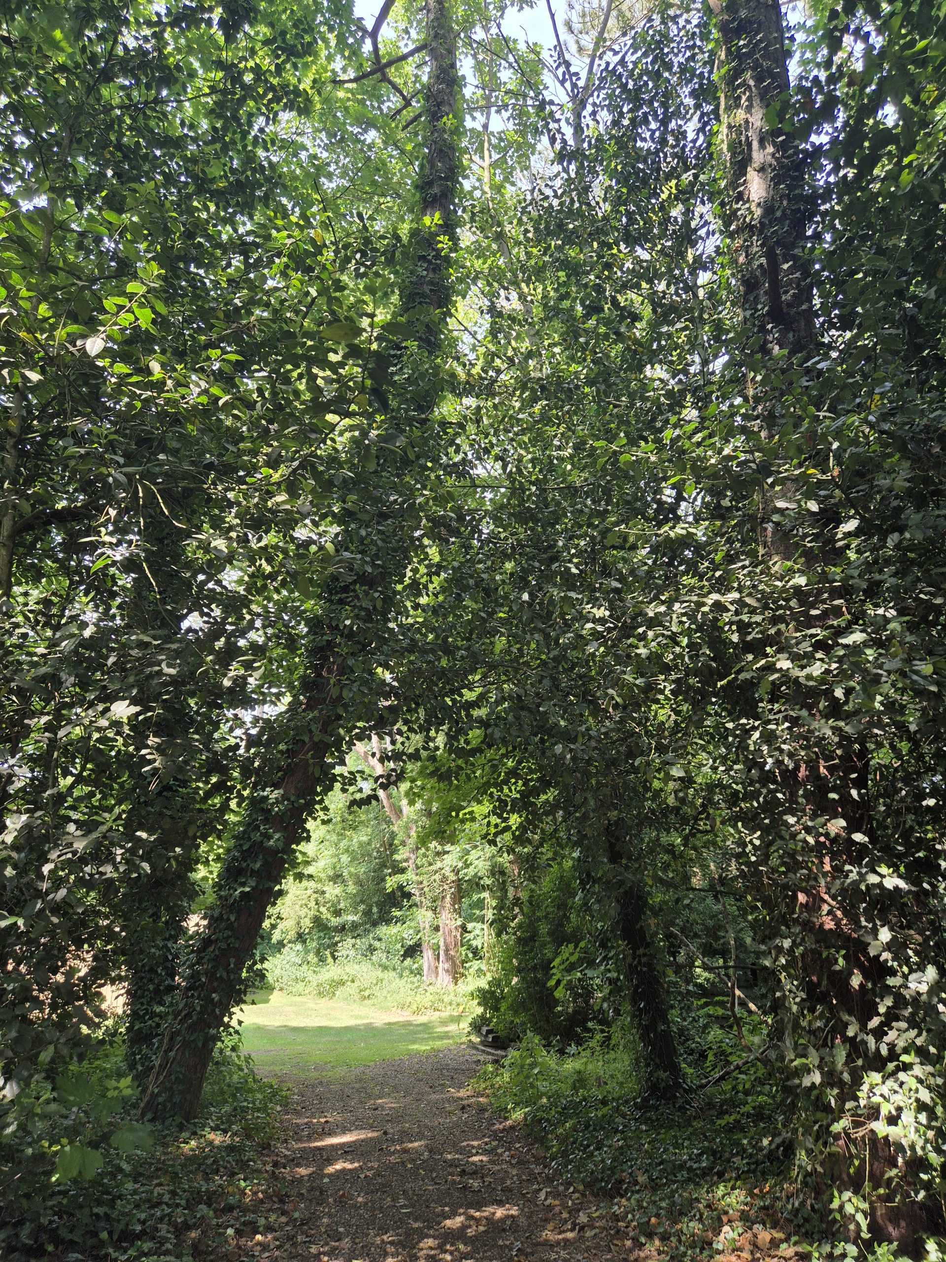 The Focus Effect: Why Nature Helps Your Team To Be More Productive
