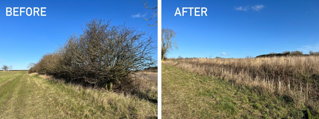 Why Hedgerows Are Crucial To Reaching Sustainable Farming Goals ...